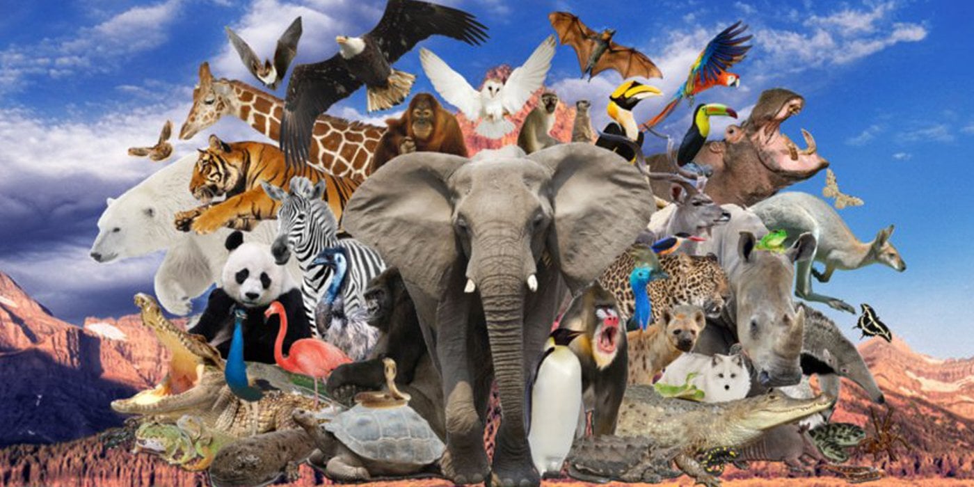 Temporada 7, Episodio 7: La inteligencia animal y la estupidez humana ...